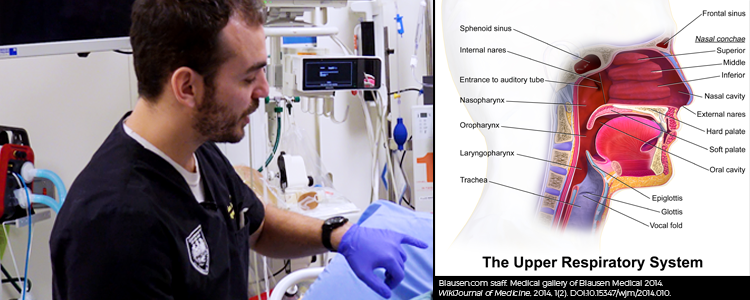 Airway Assessment for Trauma Patients | Journal of Medical Insight